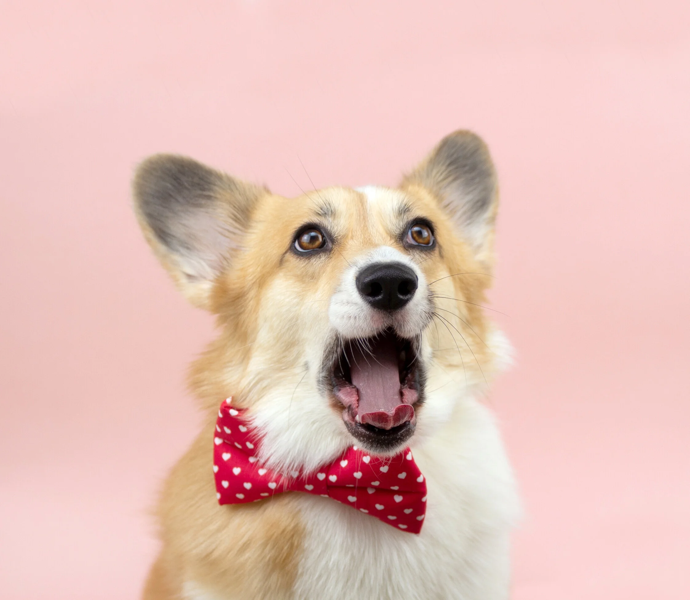 Our Favorite Valentine's Day Styles from Dapper Dexter