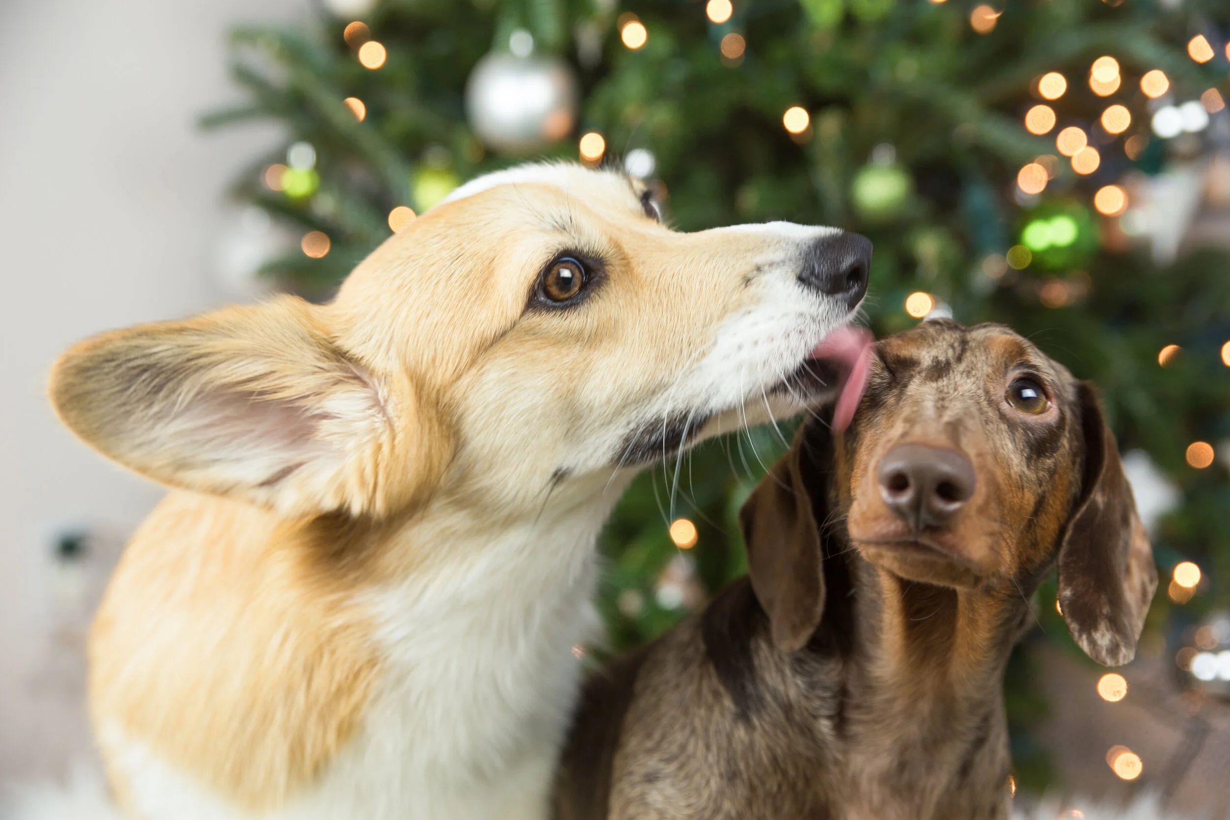 Christmas Card Ideas With Dogs