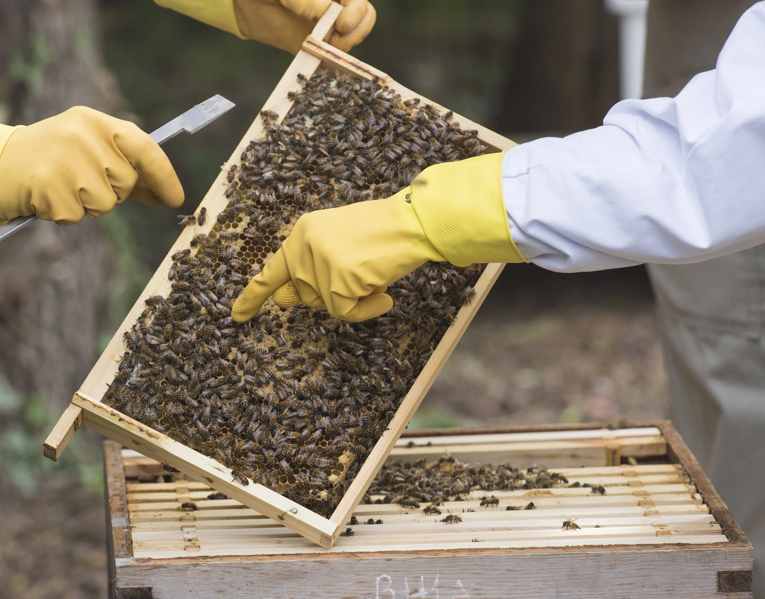 An Introduction to Bees and Honey — Bell House