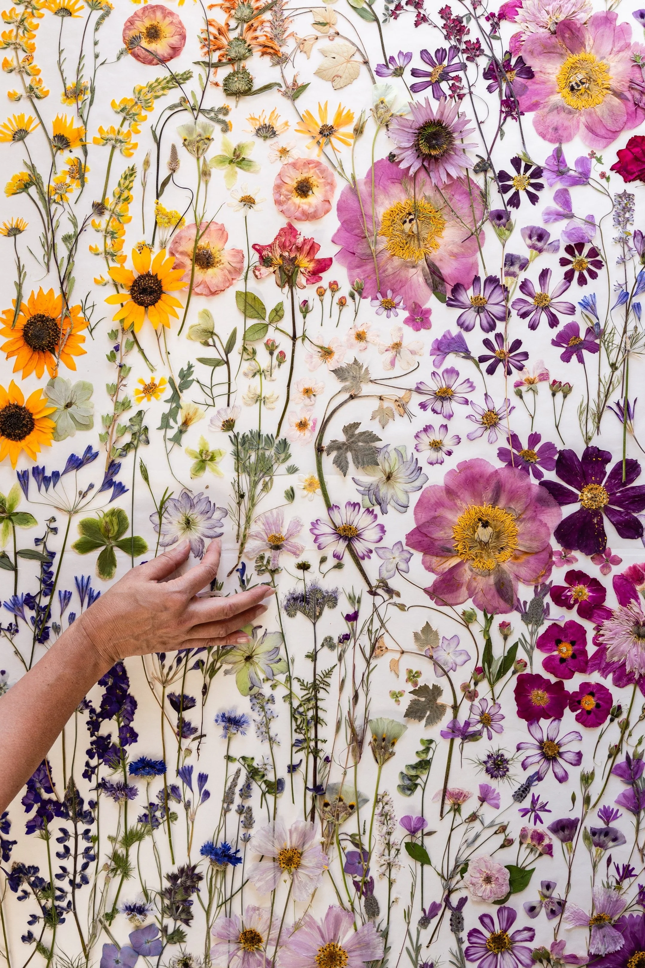 Videos/Tips | DIY Pressed Flowers Art | Flower Pressing Tutorials ...