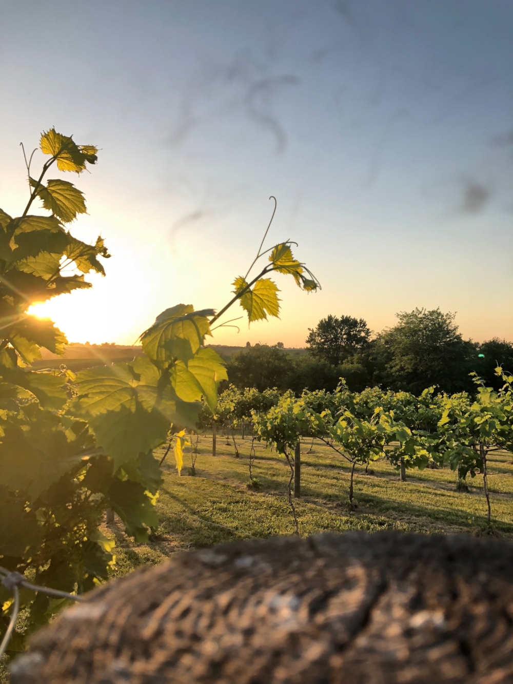 In the News — Walker Homestead