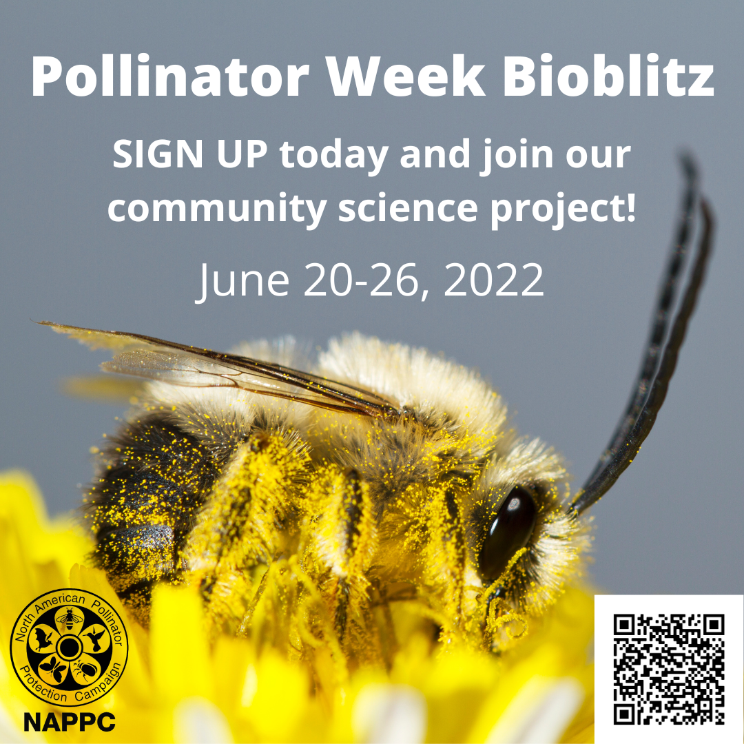 Pollinator Week 2023 — Osmia Bee Company