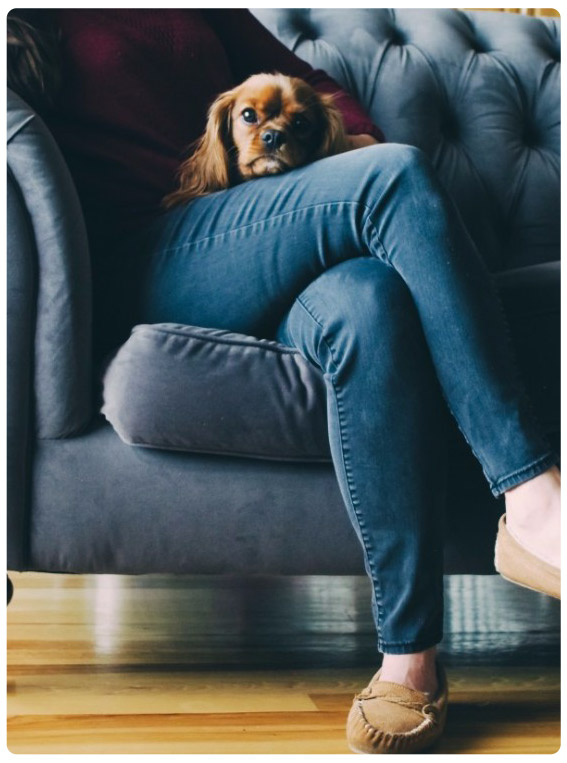 Come, Sit, Stay | Dog Walking | In Home Pet Sitting | Minneapolis | St ...