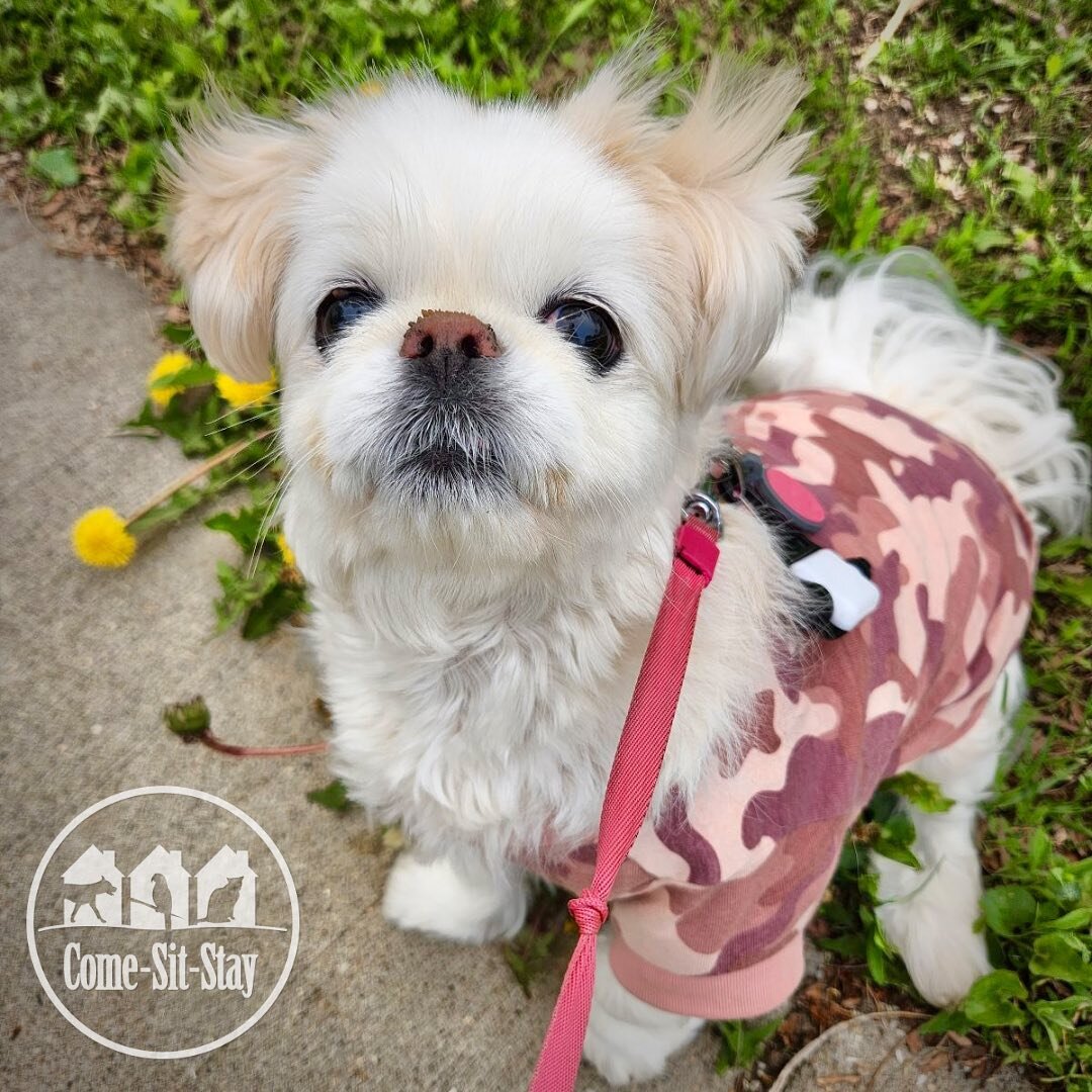 Come, Sit, Stay | Dog Walking | In Home Pet Sitting | Minneapolis | St ...