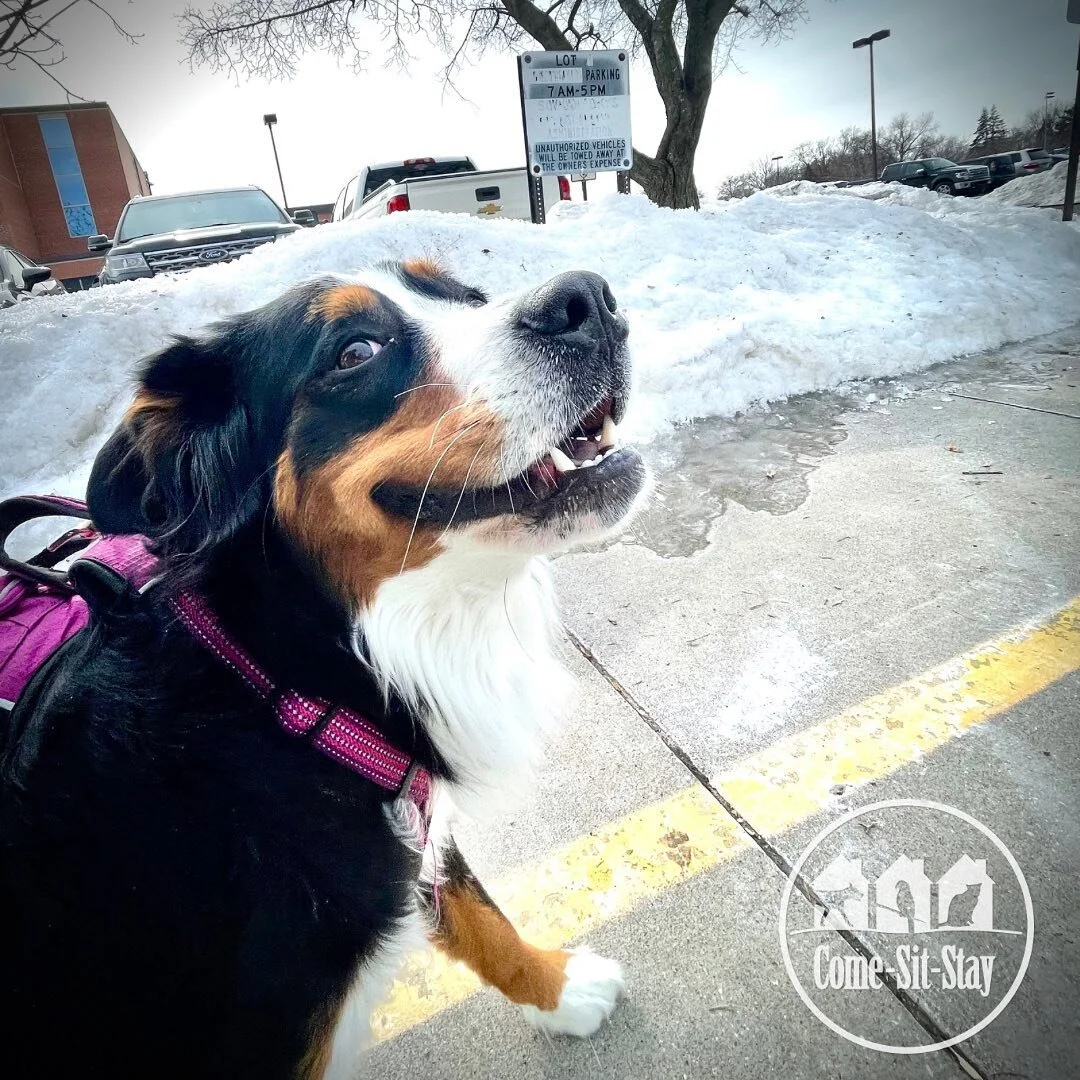 Come, Sit, Stay | Dog Walking | In Home Pet Sitting | Minneapolis | St ...