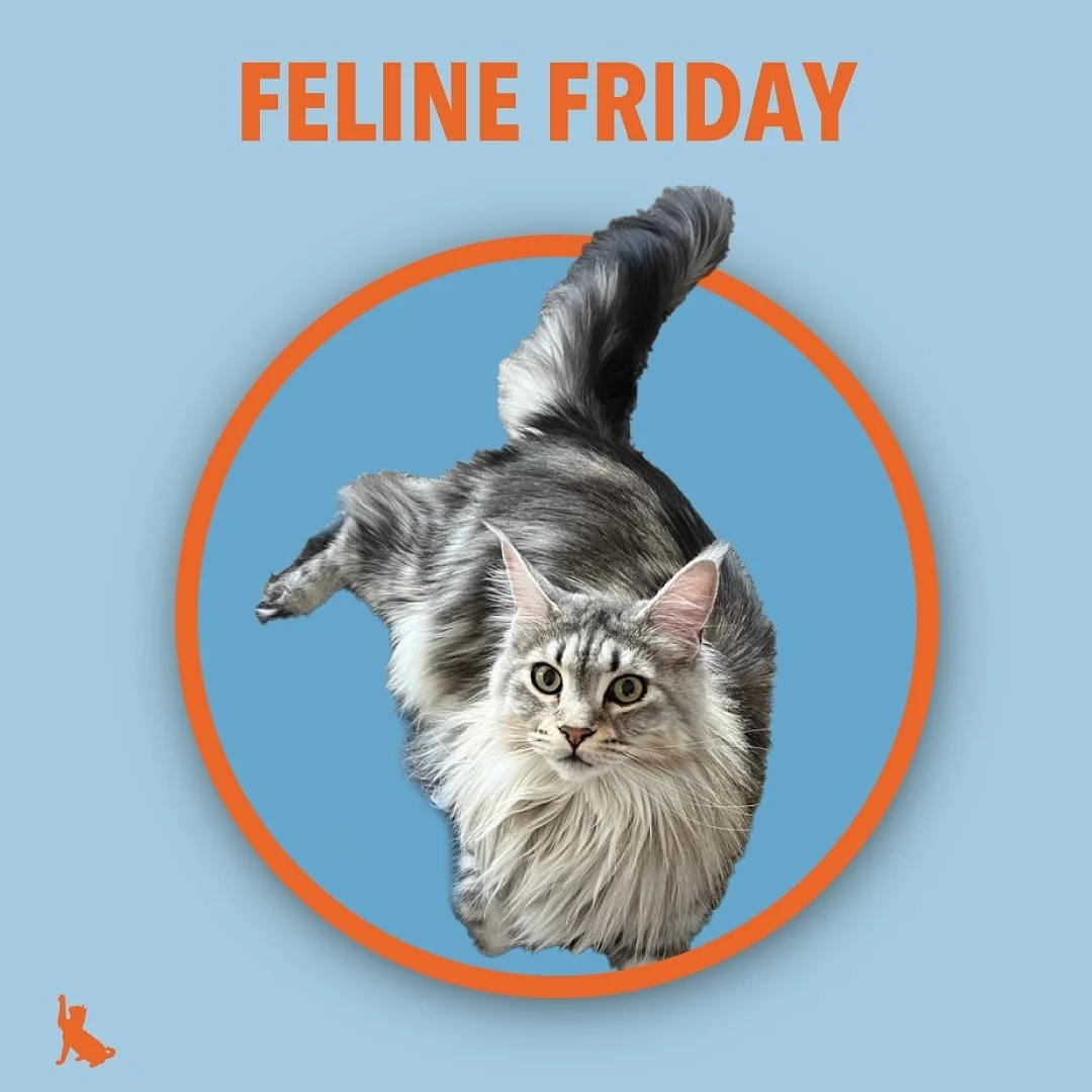 Come, Sit, Stay | Dog Walking | In Home Pet Sitting | Minneapolis | St ...