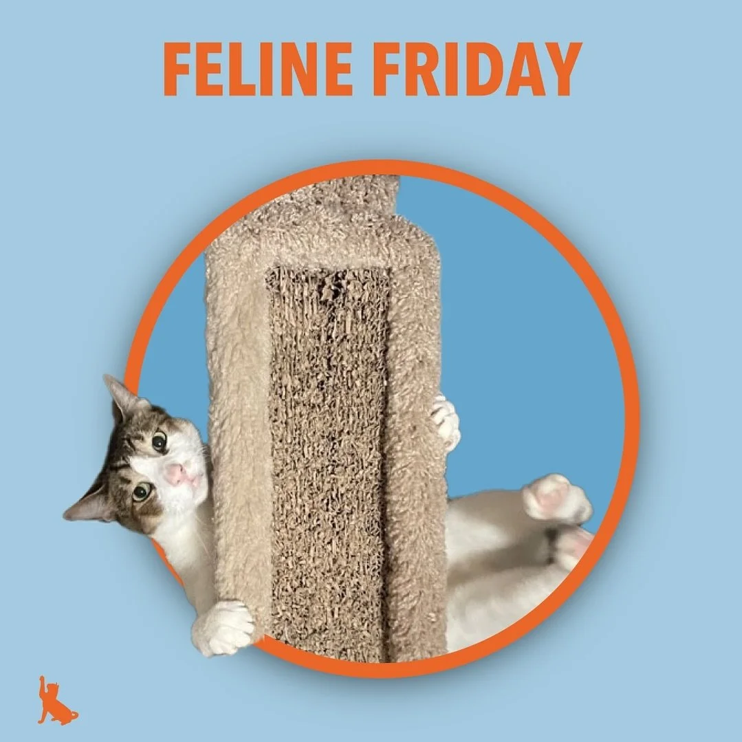 Come, Sit, Stay | Dog Walking | In Home Pet Sitting | Minneapolis | St ...