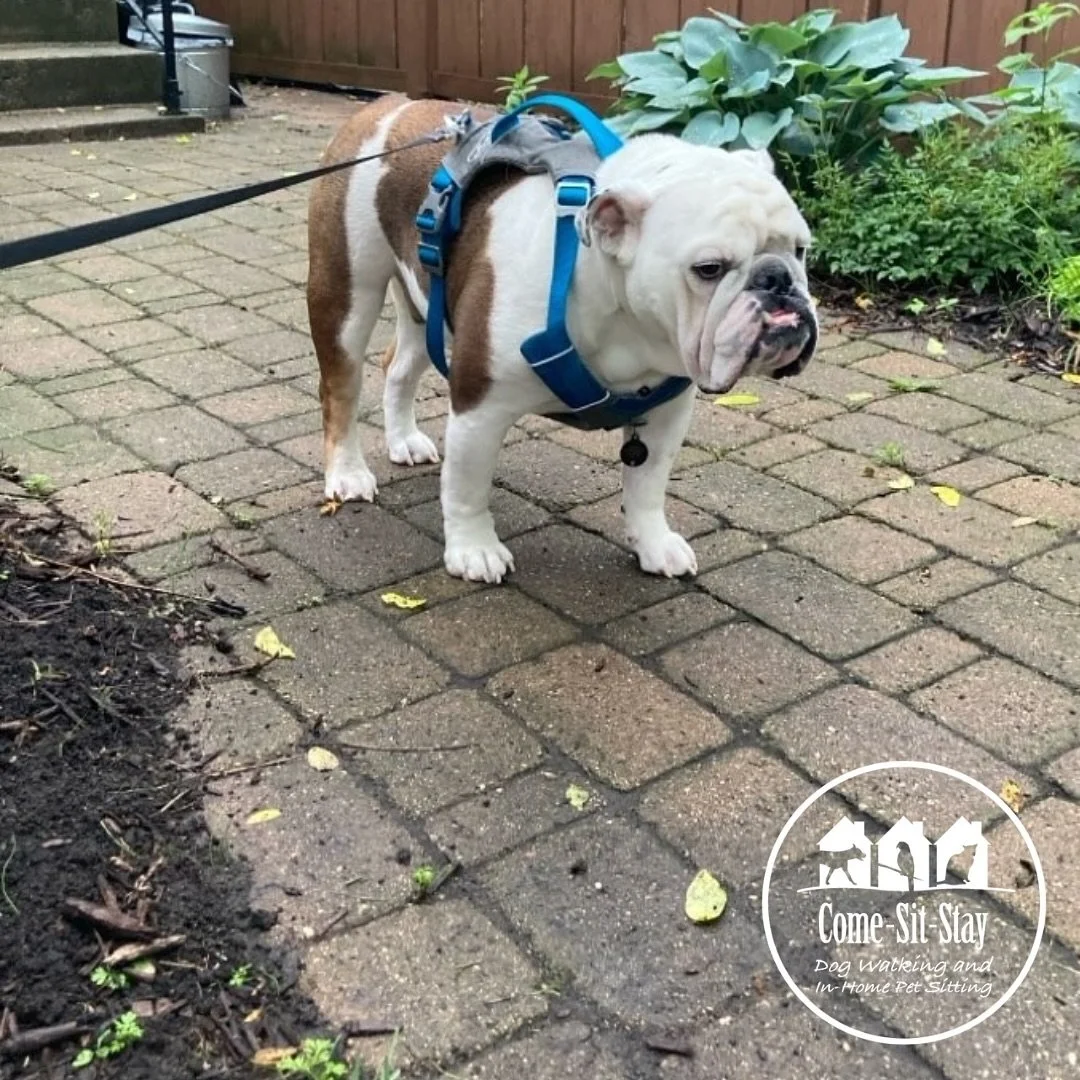 Come, Sit, Stay | Dog Walking | In Home Pet Sitting | Minneapolis | St ...