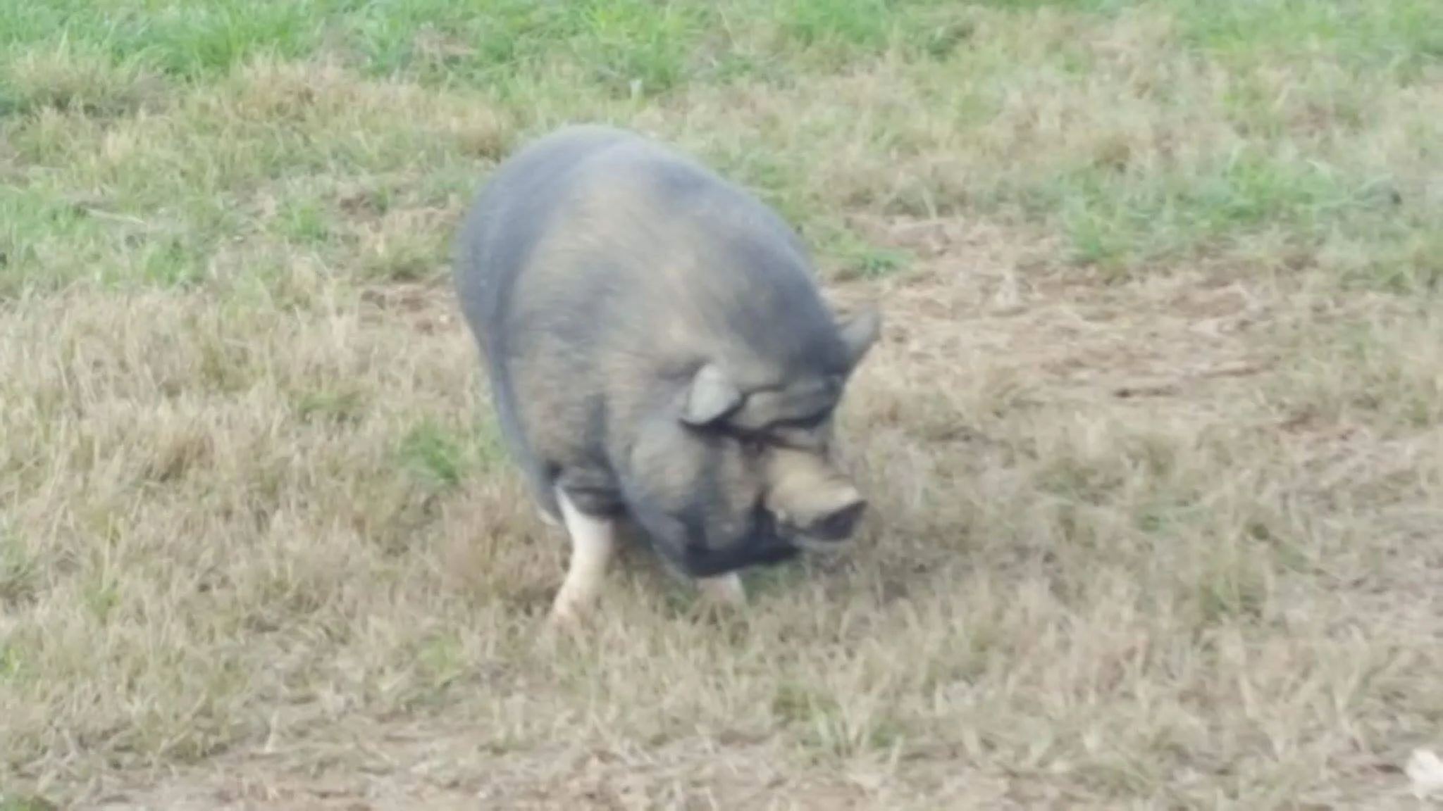 Sanctuary — Speranza Animal Rescue