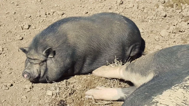 Sanctuary — Speranza Animal Rescue