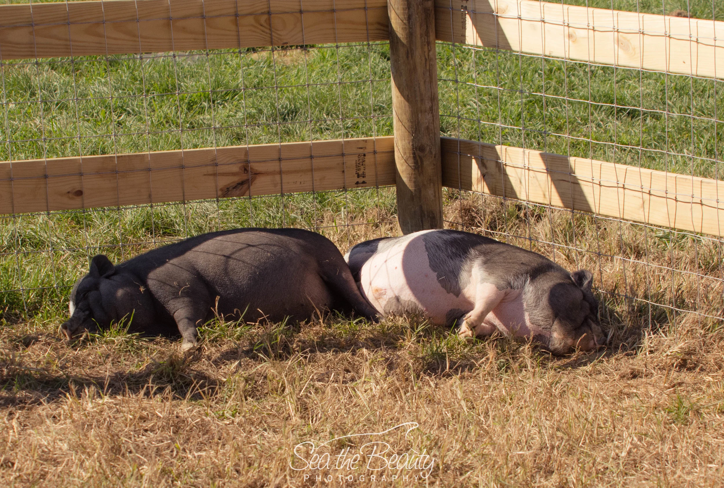 Sanctuary — Speranza Animal Rescue