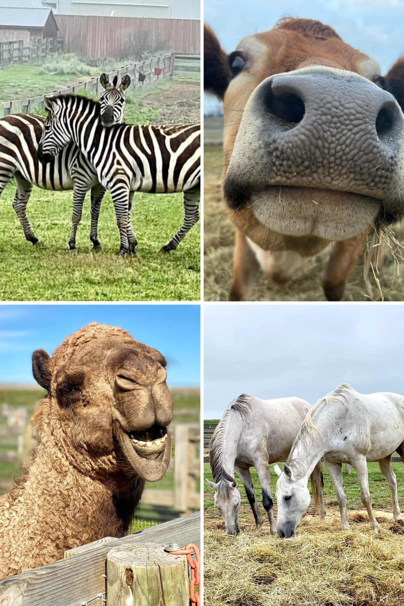 Donate — Speranza Animal Rescue