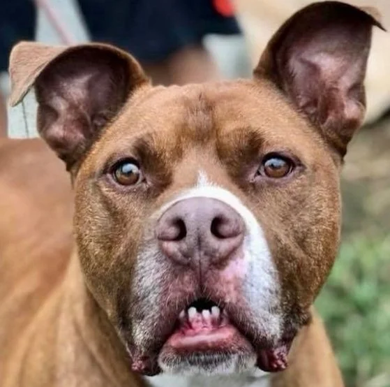 Sanctuary — Speranza Animal Rescue