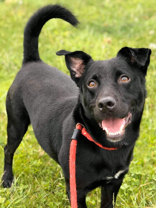 Sanctuary — Speranza Animal Rescue