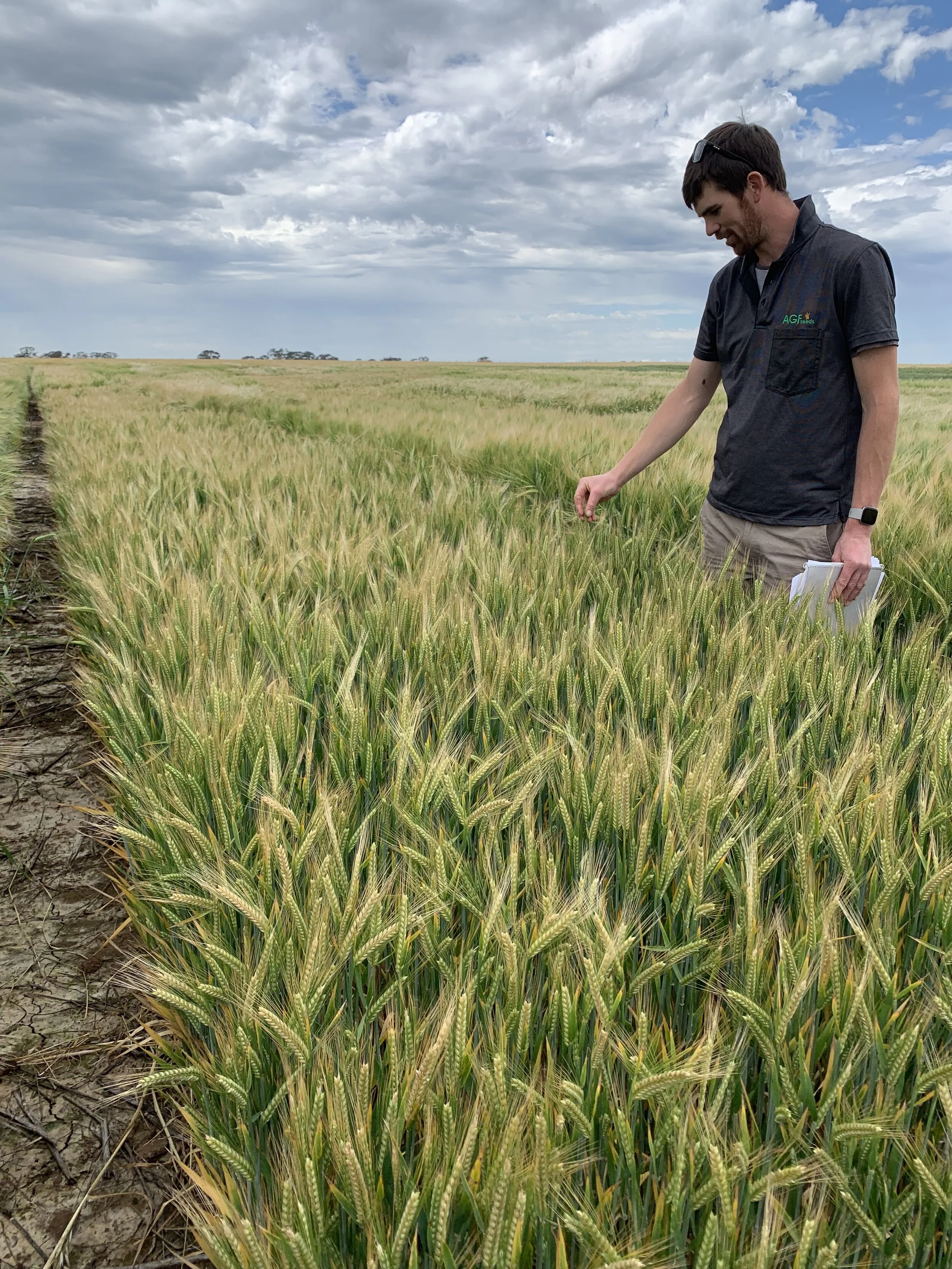Spring Wheat Varieties
