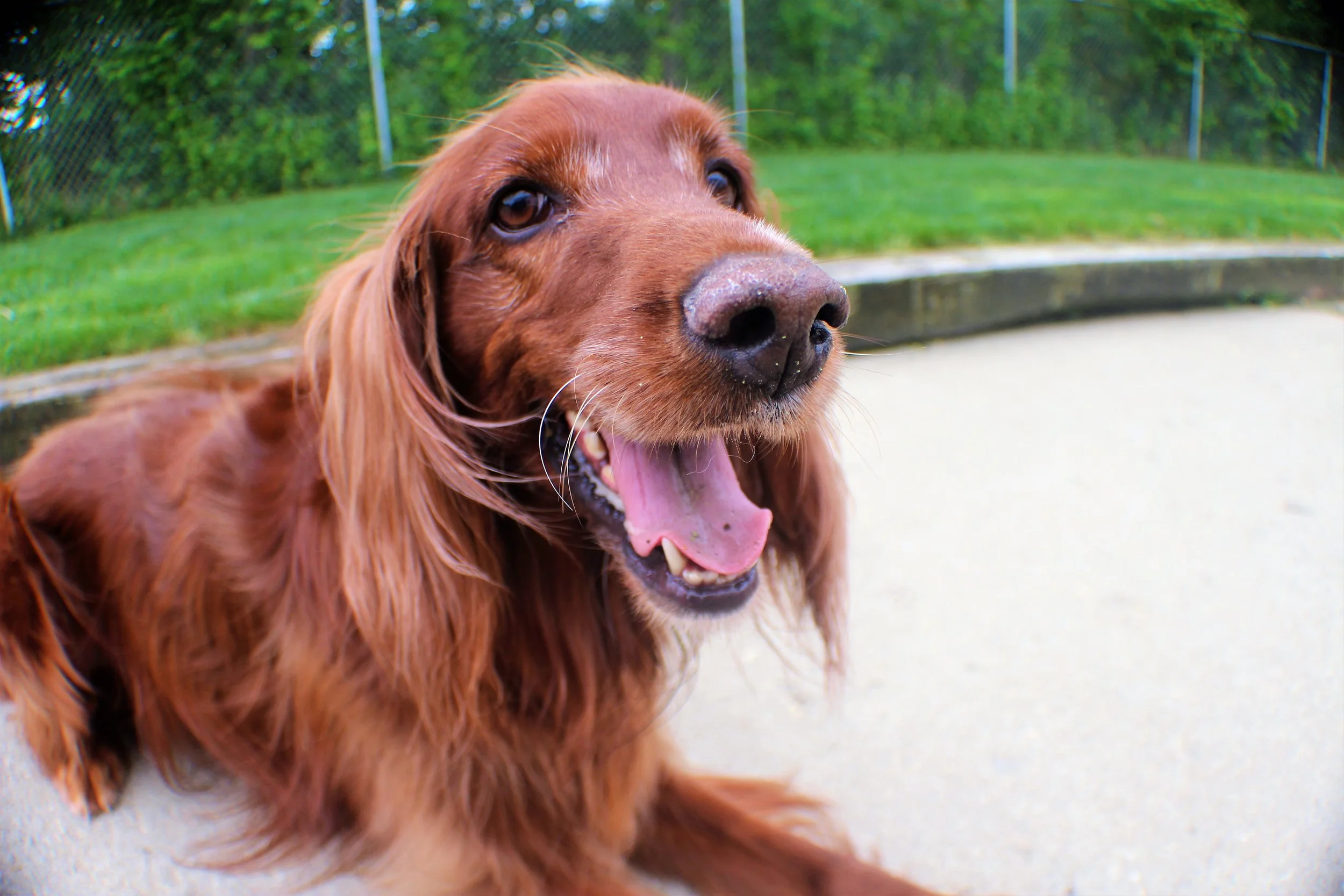 Pet Nation Lodge - Dog Boarding, Dog Daycare, Dog Grooming, Pet Services