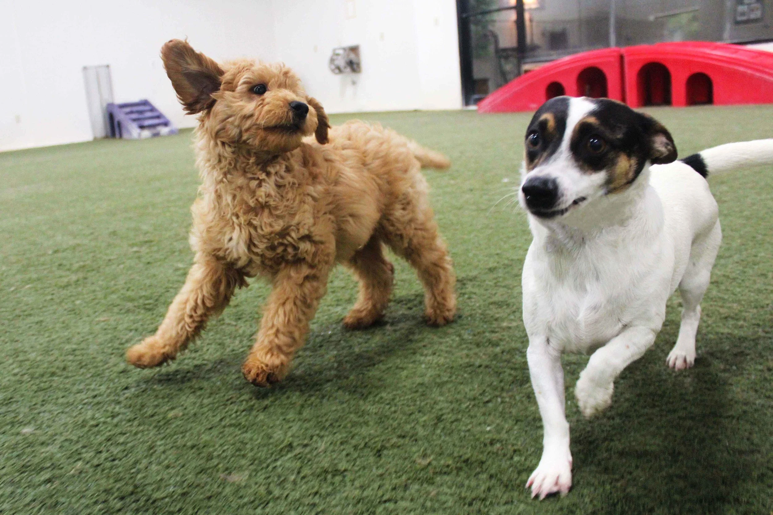 Pet Nation Lodge -Dog Boarding, Dog Daycare, Pet Grooming, Best