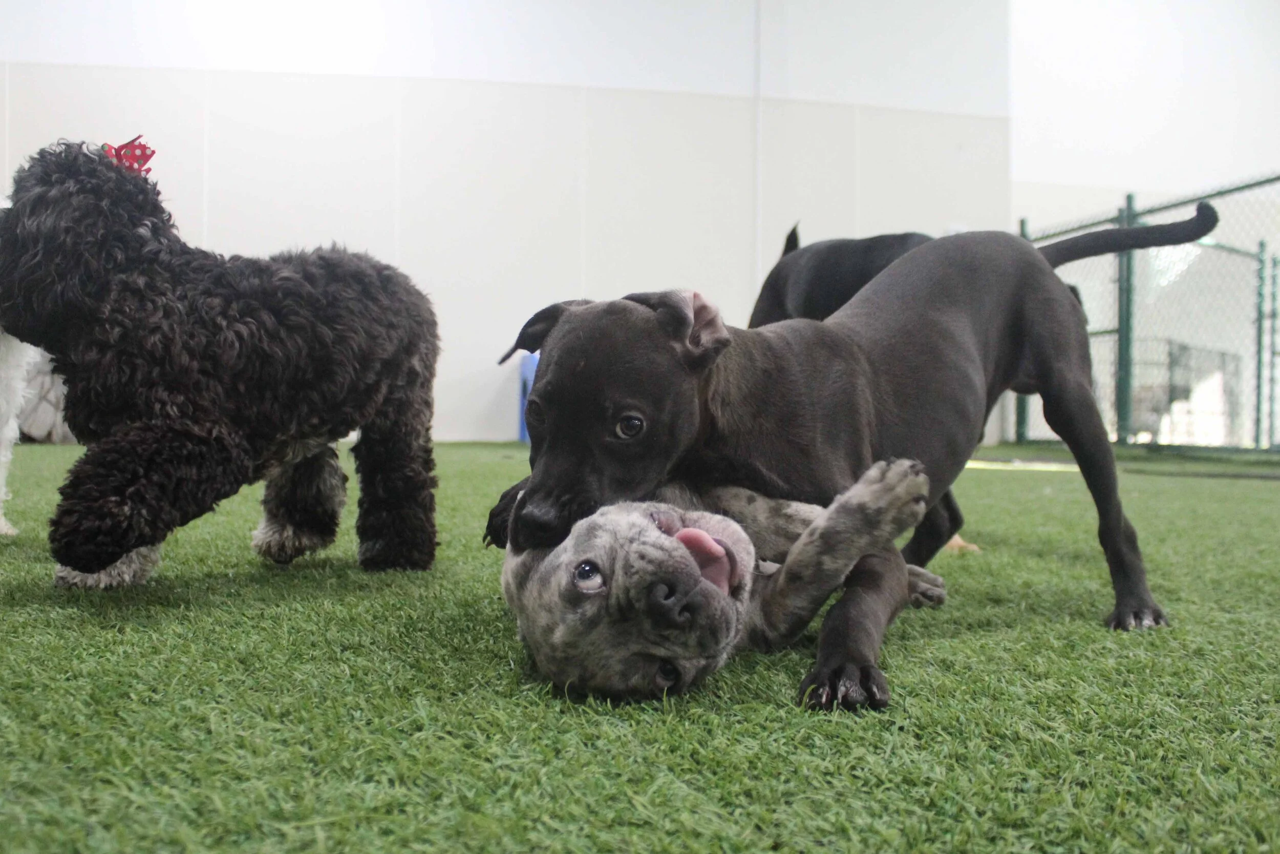 Pet Nation Lodge -Dog Boarding, Dog Daycare, Pet Grooming, Best
