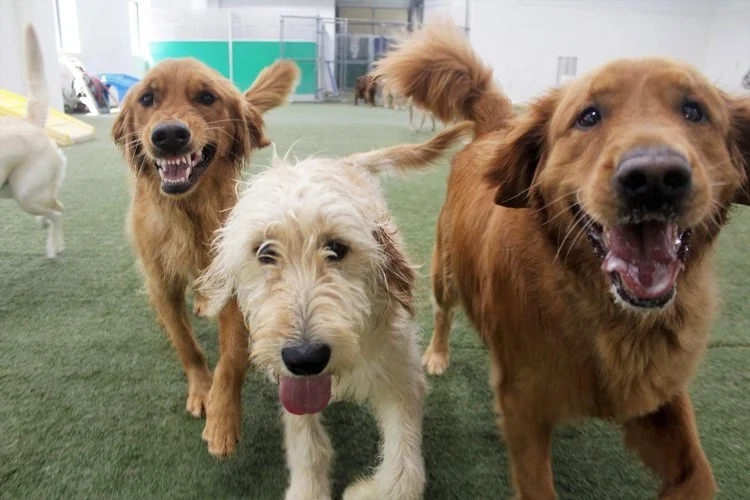 Pet Nation Lodge -Dog Boarding, Dog Daycare, Pet Grooming, Best