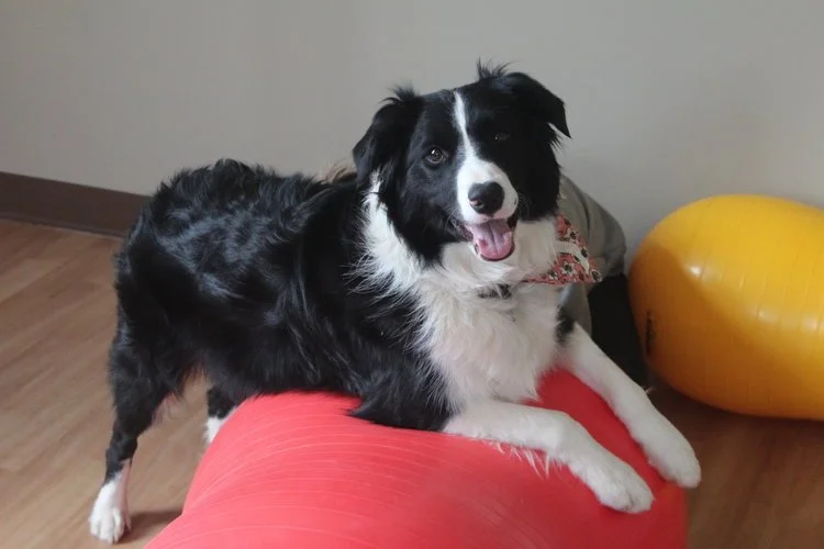 Pet Nation Lodge -Dog Boarding, Dog Daycare, Pet Grooming, Best