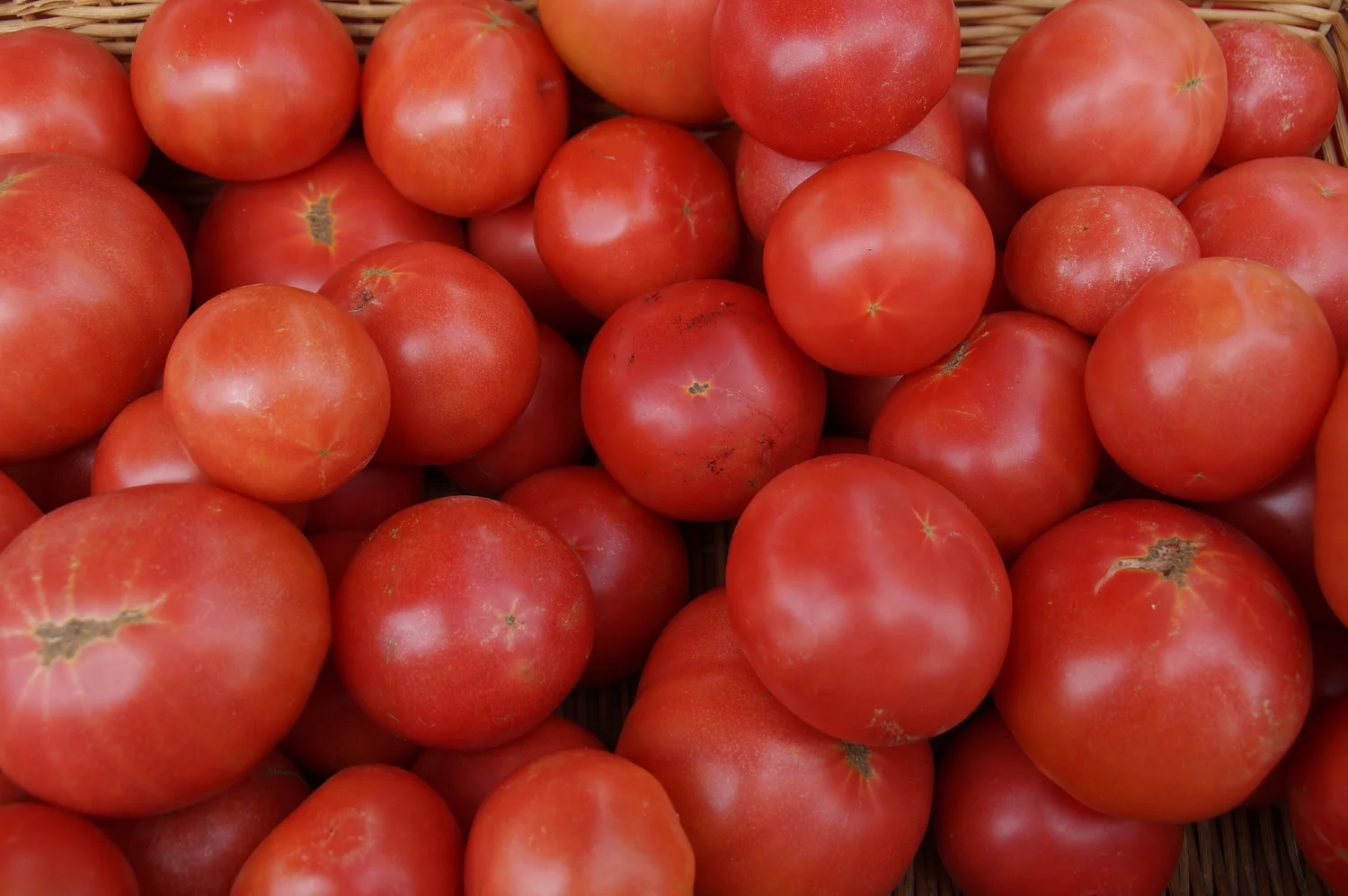 Pick-Your-Own — Rainbow Farms