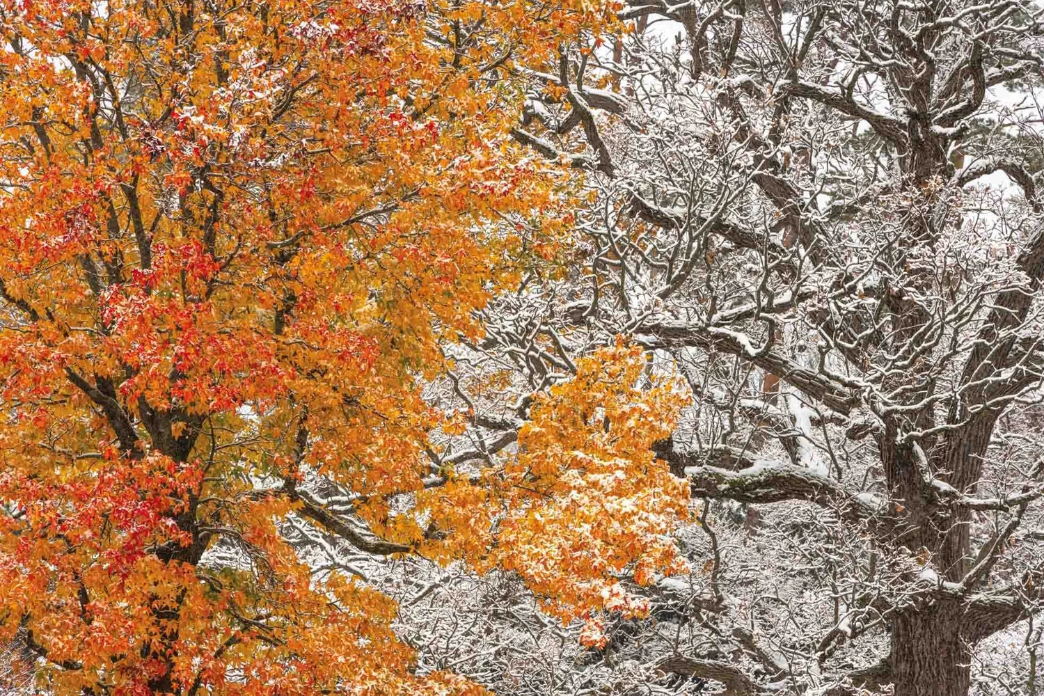 8 Tips for Capturing Fall Colors — Kristen Ryan Photography