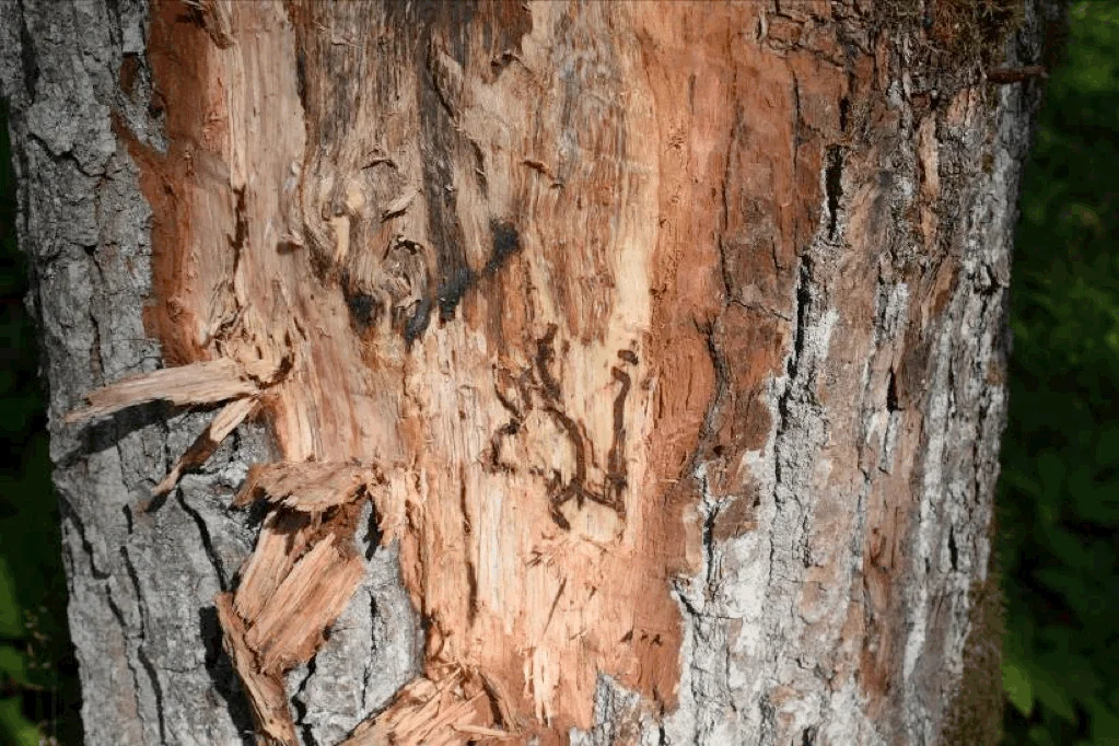 Ozolu slimība, Kam ziņot? Gibbsiella quercinecans, Brenneria goodwinii ...