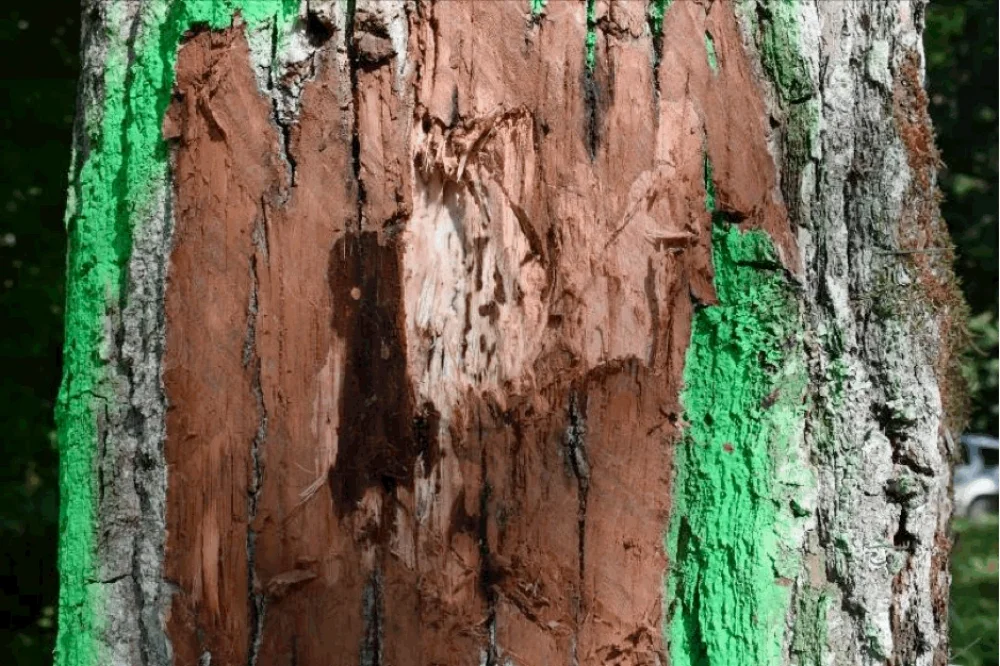 Ozolu slimība, Kam ziņot? Gibbsiella quercinecans, Brenneria goodwinii ...