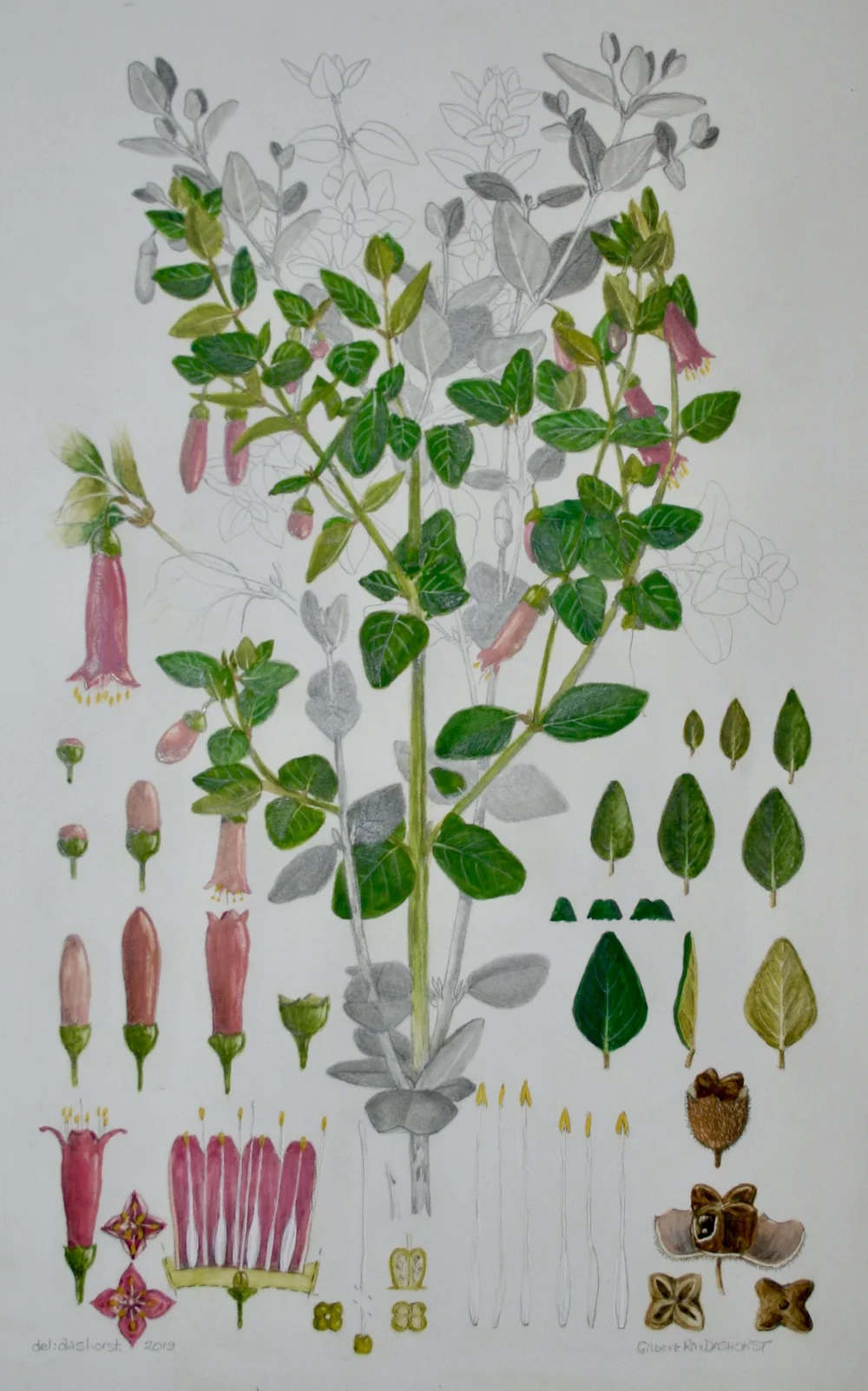 Gilbert's Garden Catalogue - Gilbert Dashorst