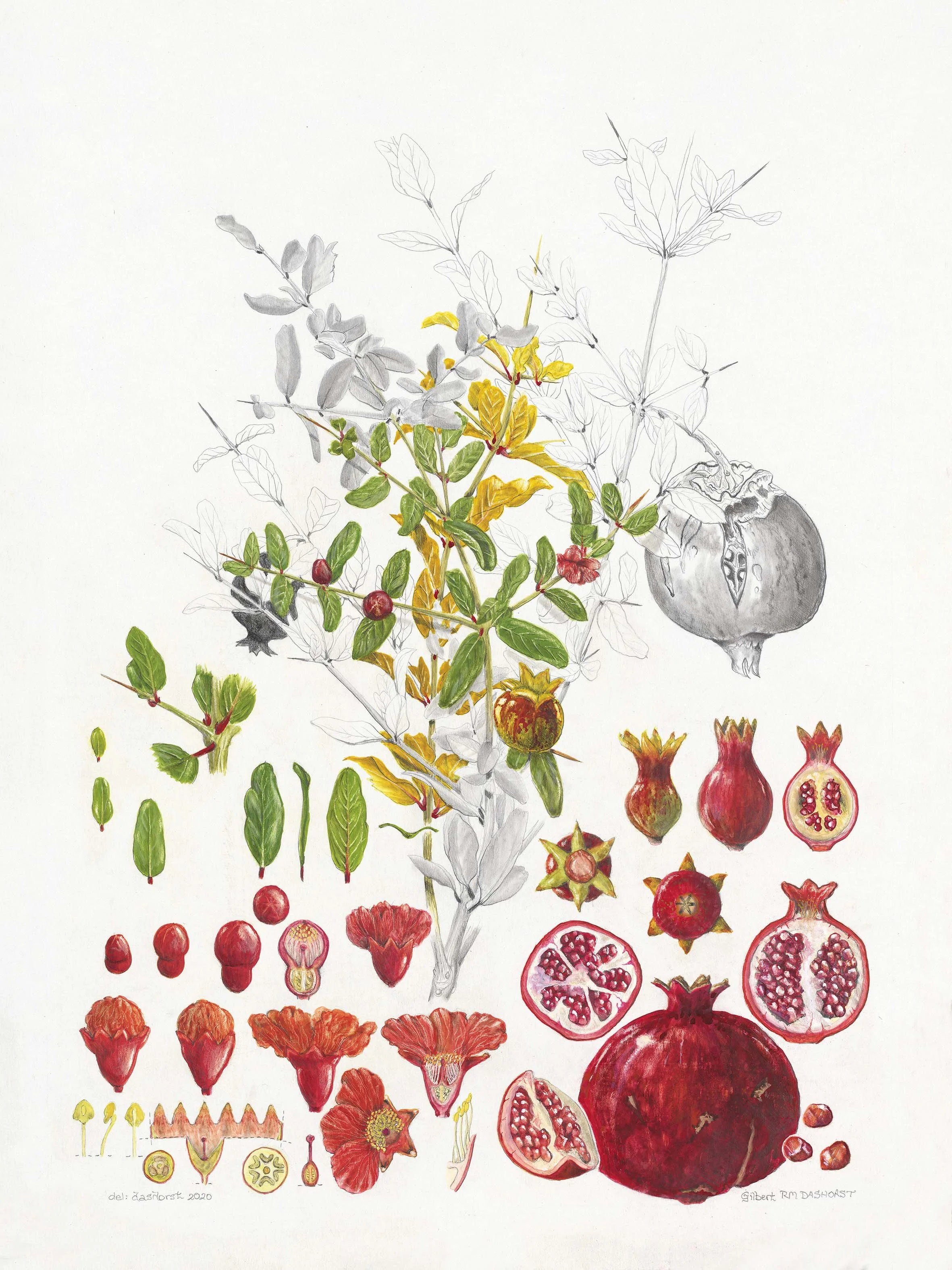 Gilberts Garden by Australian Botanical Artist Gilbert Dashorst ...