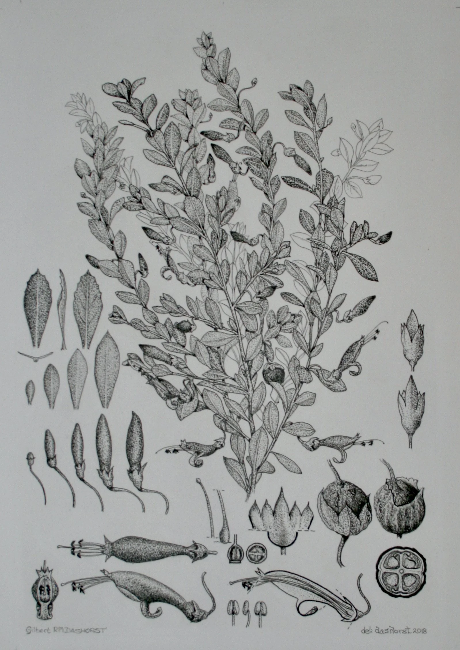 Gilbert's Garden Catalogue - Gilbert Dashorst