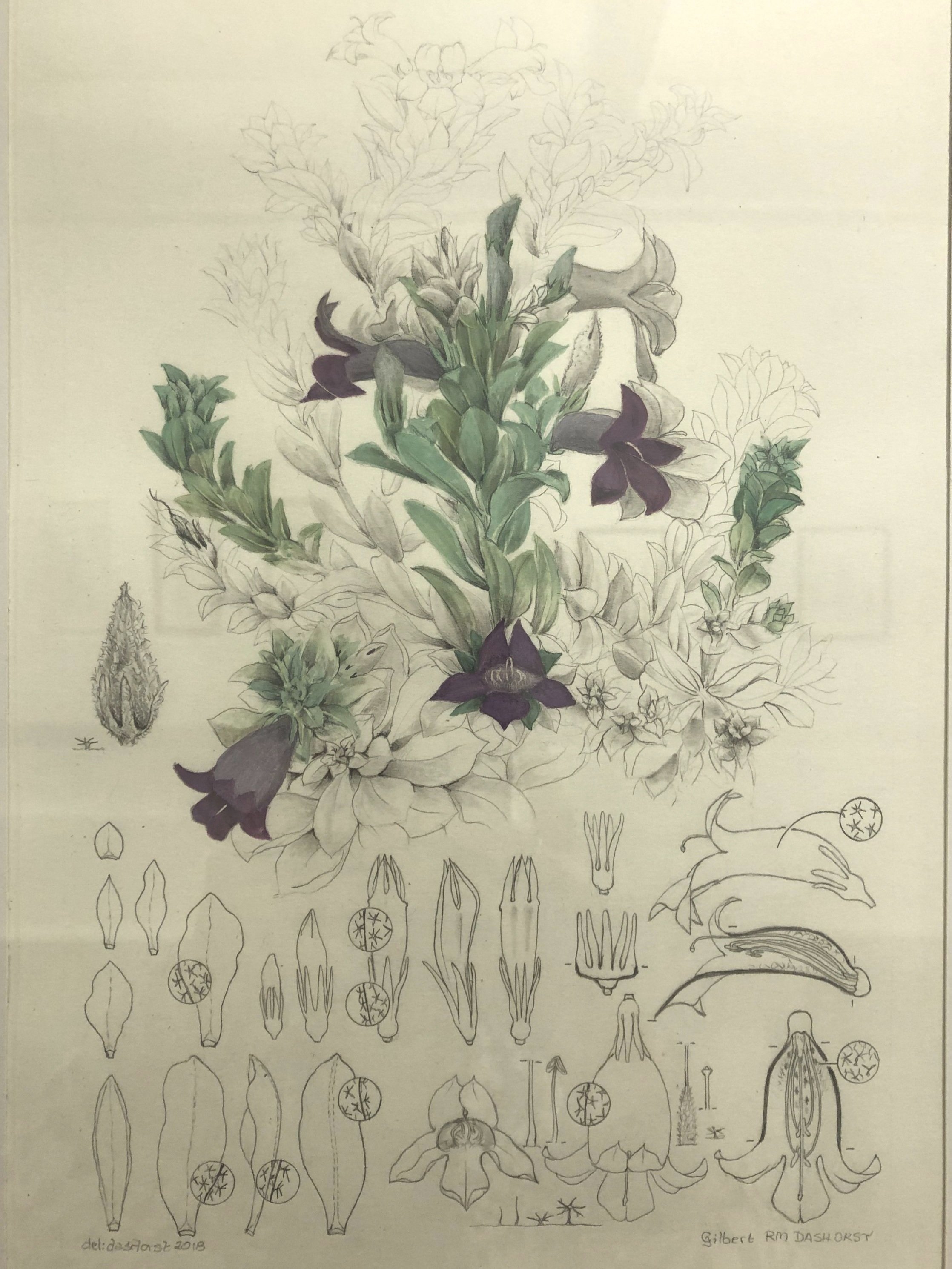 Gilbert's Garden Catalogue - Gilbert Dashorst