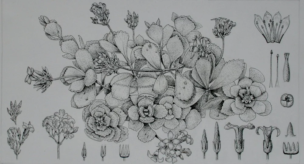 Gilbert's Garden Catalogue - Gilbert Dashorst