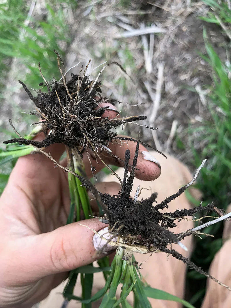 Crop Aid Seed Crop Aid Seed PluS | Crop Aid Nutrition Ltd.