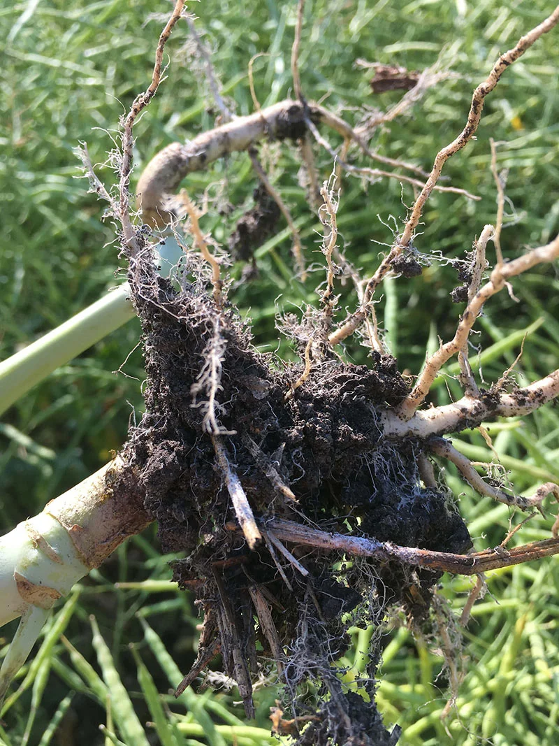 Crop Aid Seed Crop Aid Seed PluS | Crop Aid Nutrition Ltd.