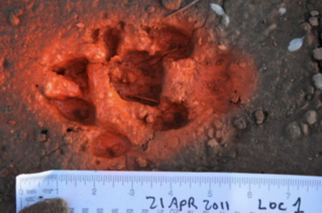 BLOG: 14 Bizarre Photos Reportedly Taken Near Skinwalker Ranch — The ...