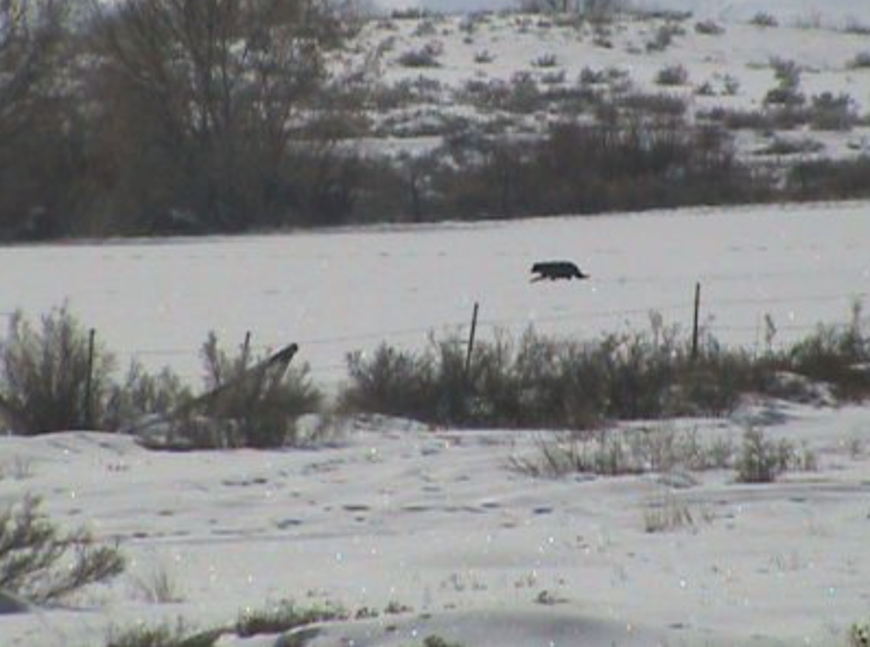 BLOG: 14 Bizarre Photos Reportedly Taken Near Skinwalker Ranch — The ...