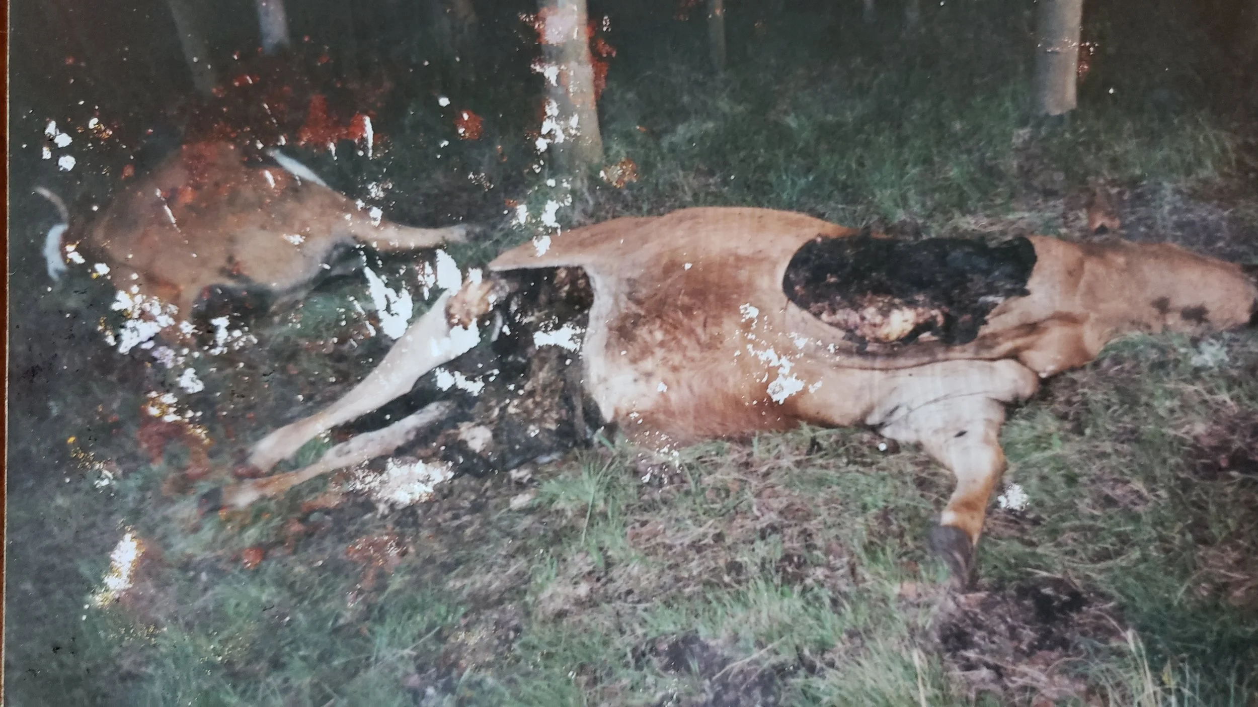 504: Finding Cattle Mutilations and Seeing Santa — The Confessionals