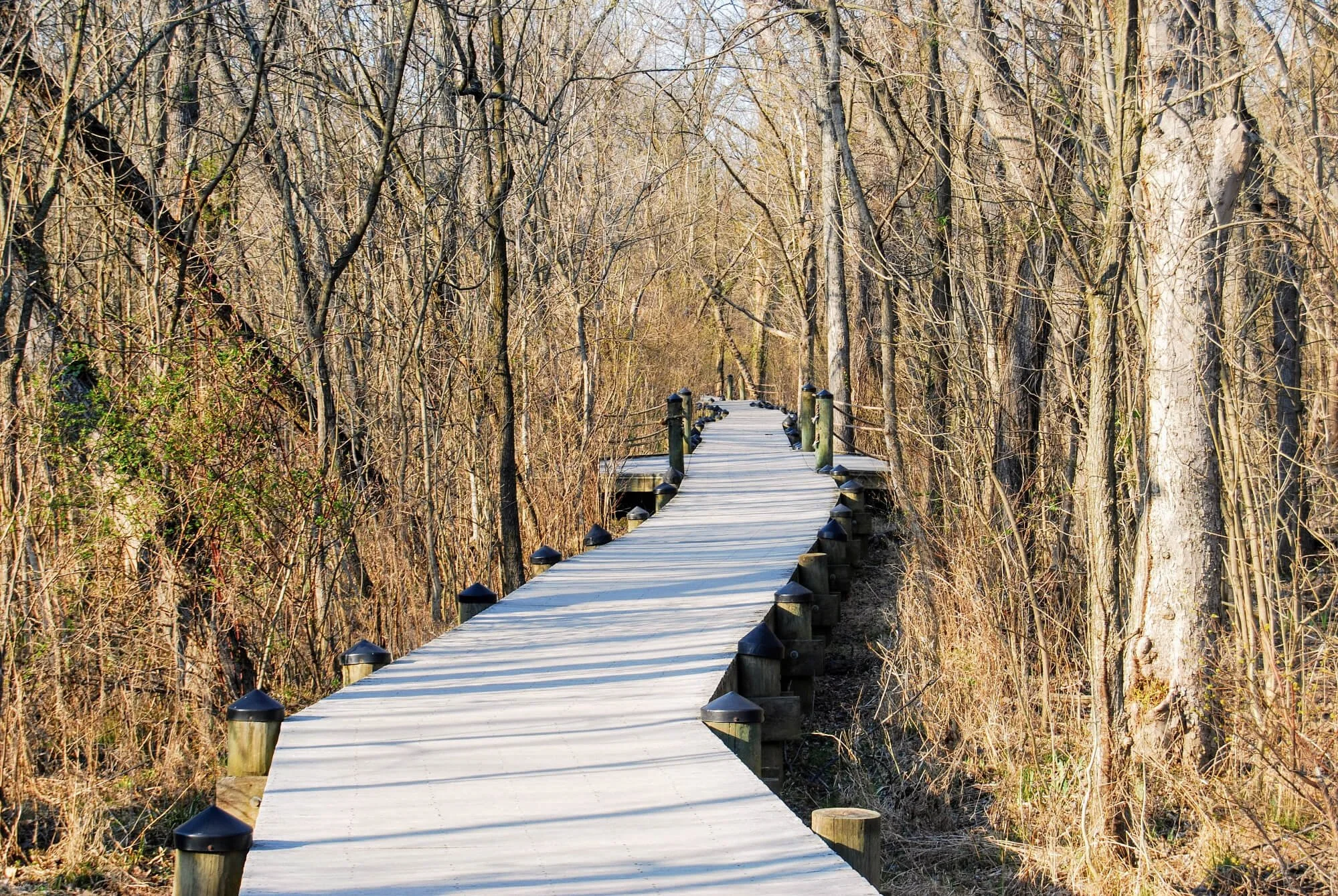 Why You Should Visit Theodore Roosevelt Island In Washington, DC