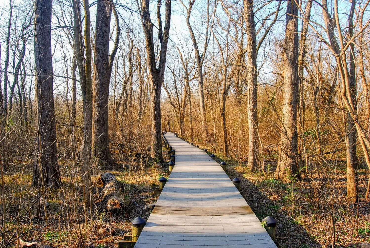 Why We Love Theodore Roosevelt Park In Washington, DC — Simply Awesome ...