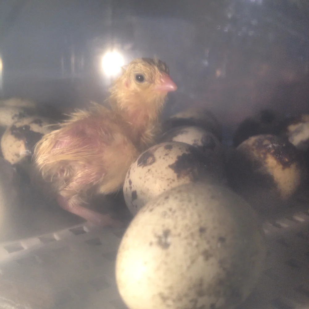 COTURNIX QUAIL | HATCHING AND REARING — Brimwood Farm