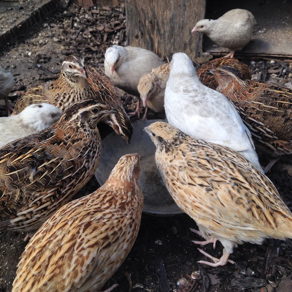 COTURNIX QUAIL | HATCHING AND REARING — Brimwood Farm