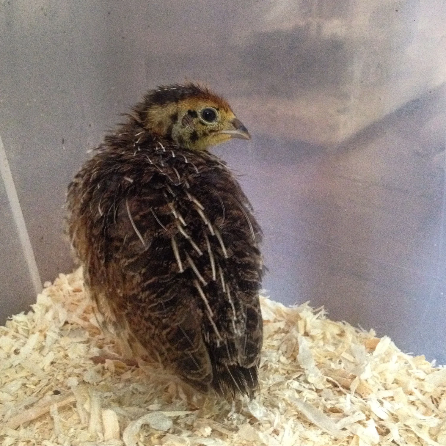 COTURNIX QUAIL | HATCHING AND REARING — Brimwood Farm