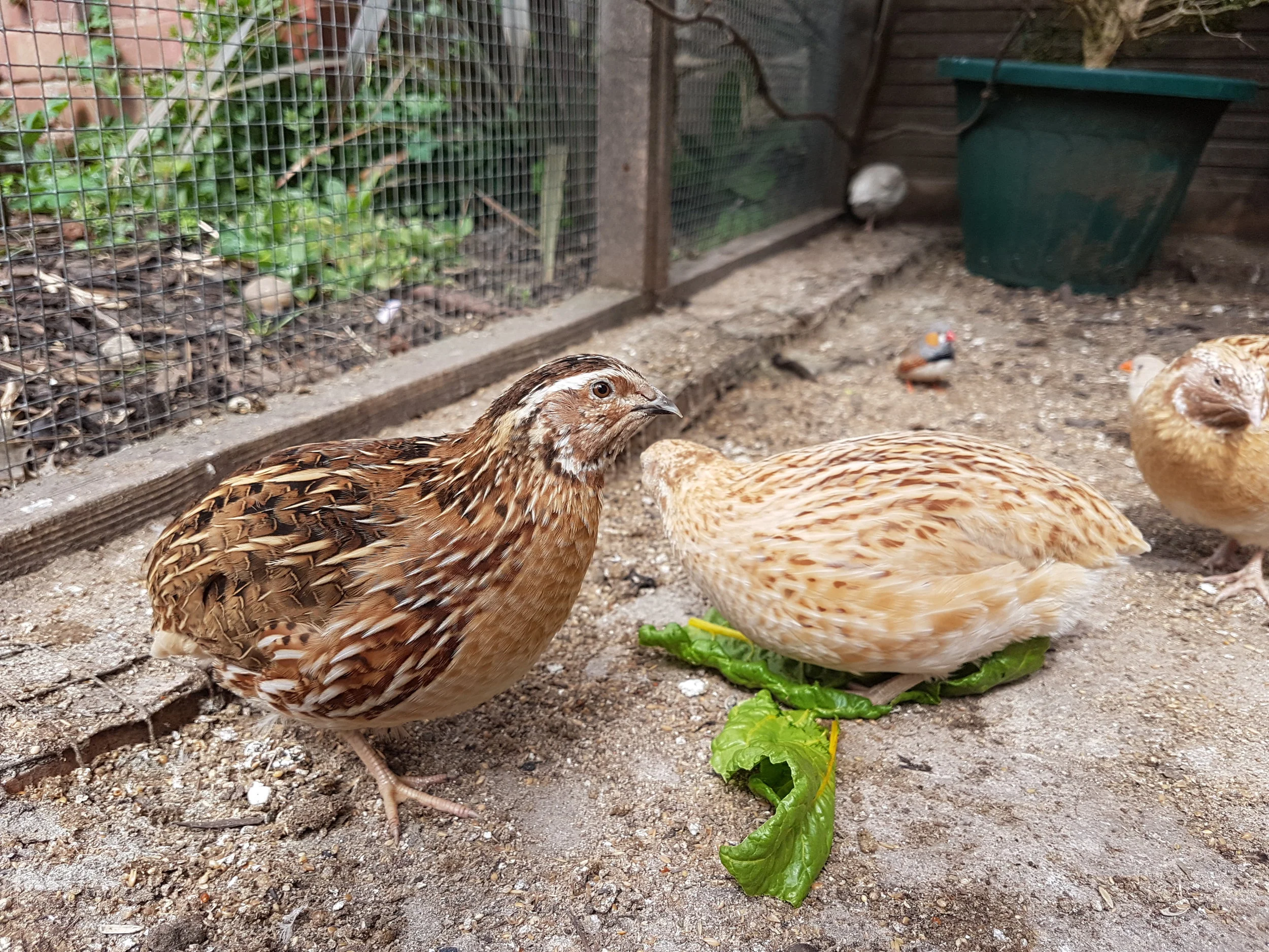COTURNIX QUAIL | SEXING MALES AND FEMALES — Brimwood Farm