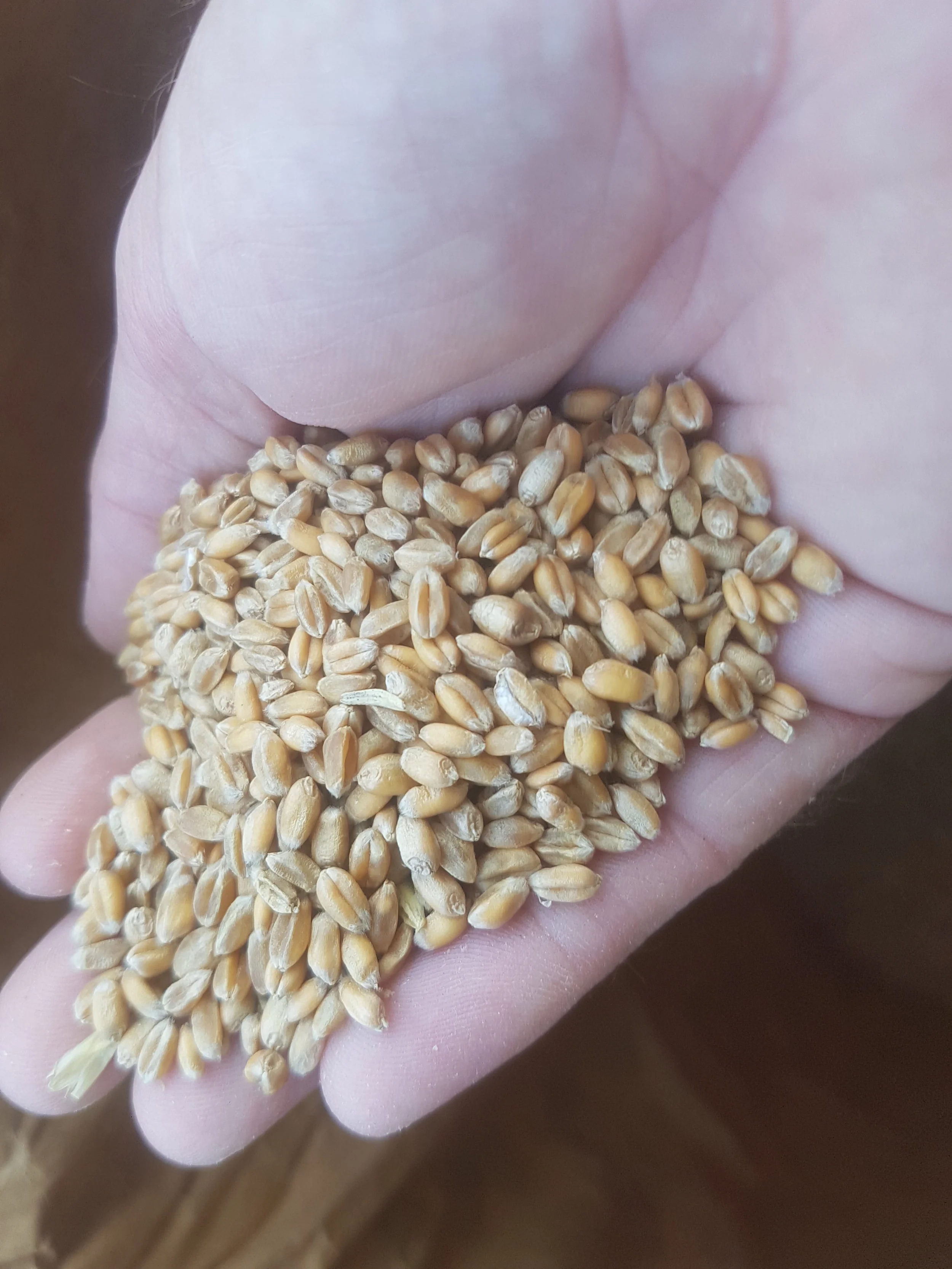FERMENTED GRAINS | REDUCING CHICKEN FEED COSTS — Brimwood Farm