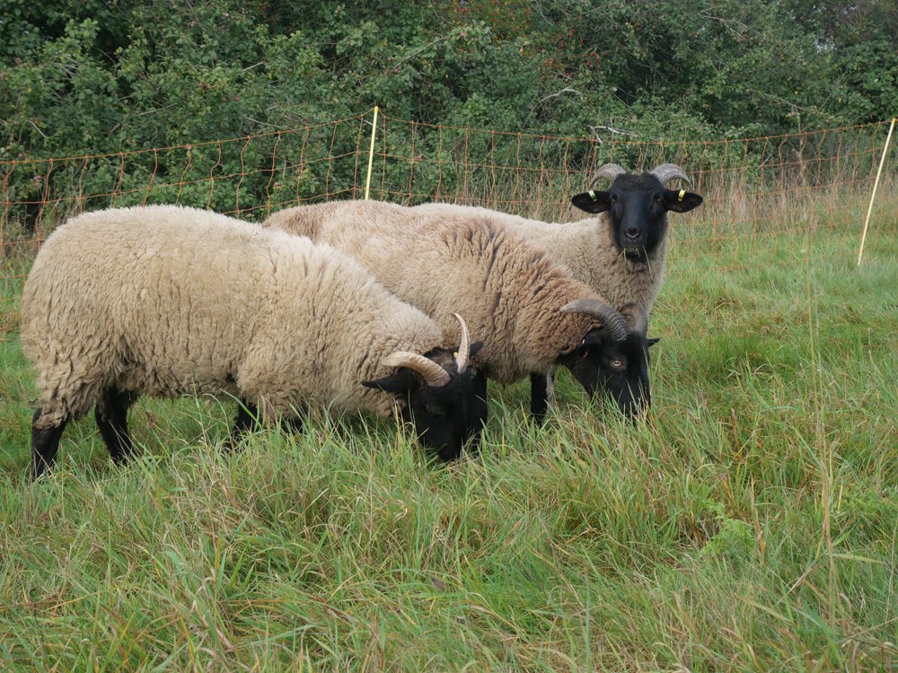 Top Tips for Buying Sheep — Brimwood Farm