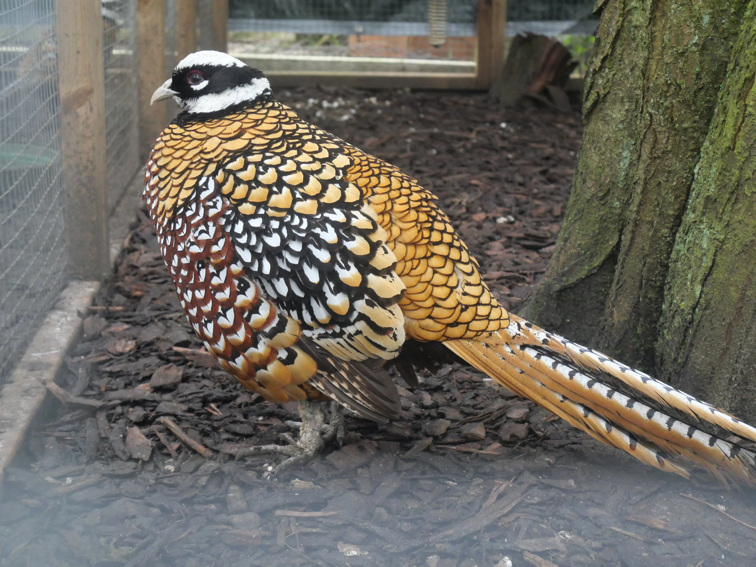 Reeves Pheasant