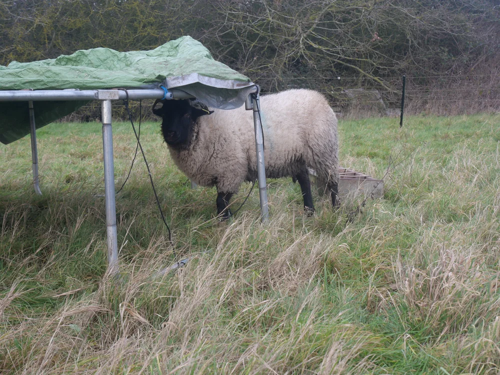 Keeping Sheep on Small Acreage — Brimwood Farm
