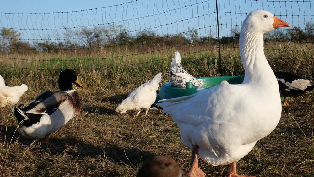 HATCHING A GUARD GOOSE — Brimwood Farm
