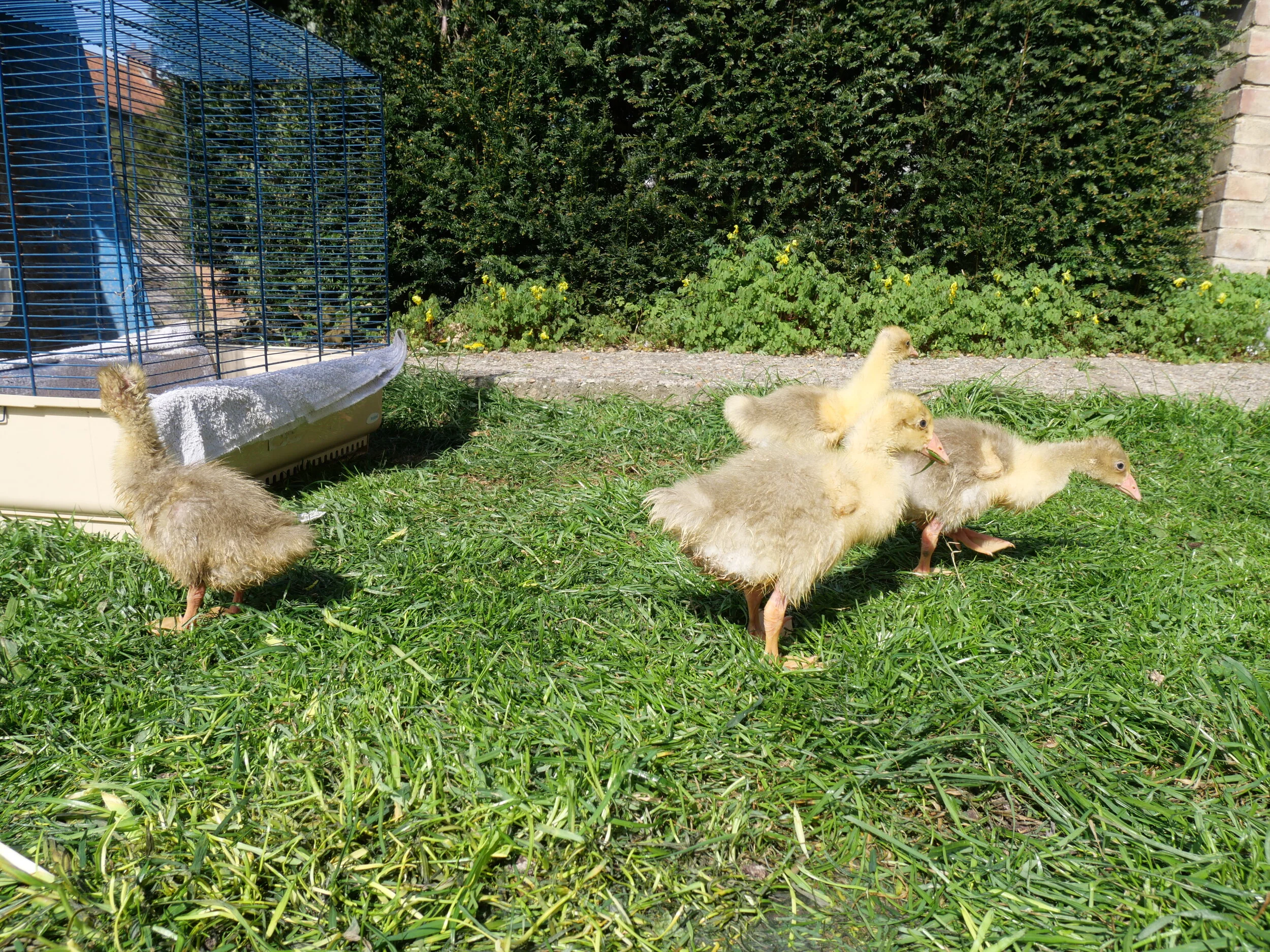HATCHING A GUARD GOOSE — Brimwood Farm